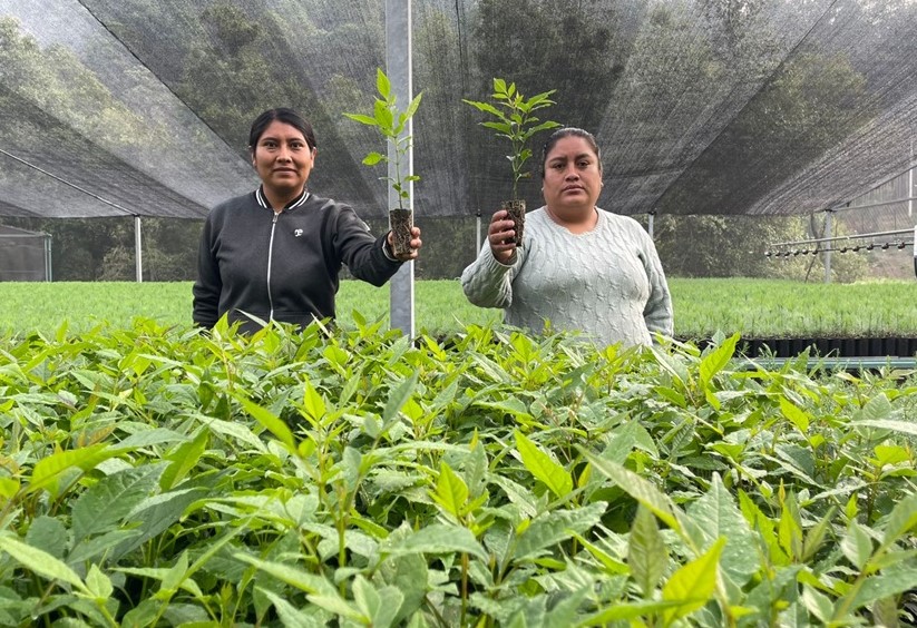 Impulsa Coesfo reforestación de Valles Centrales mediante vivero de San ...